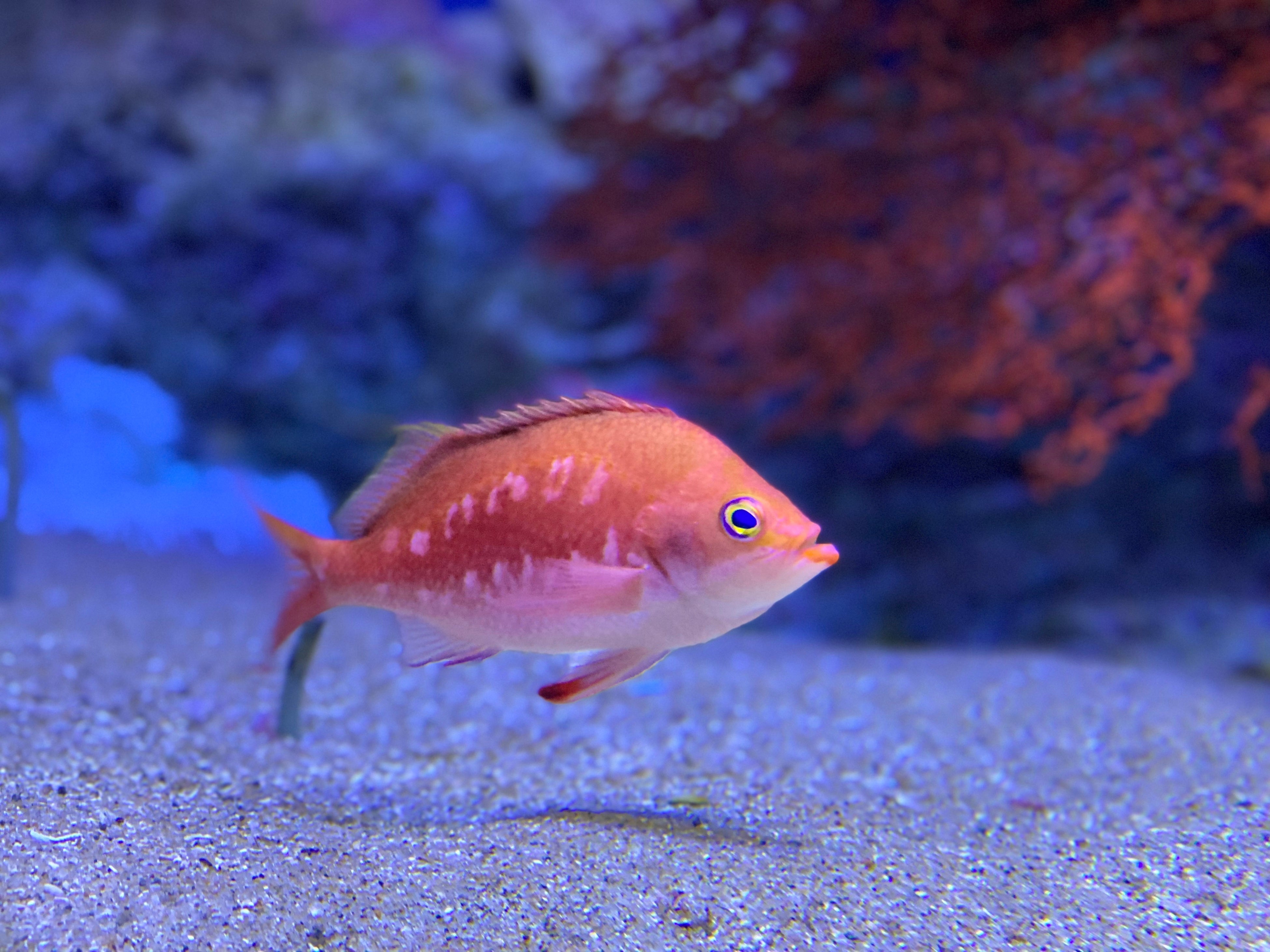 El Acuario de Shimoda Presenta Peces de «Flor de Cerezo» y «Nanohana ...