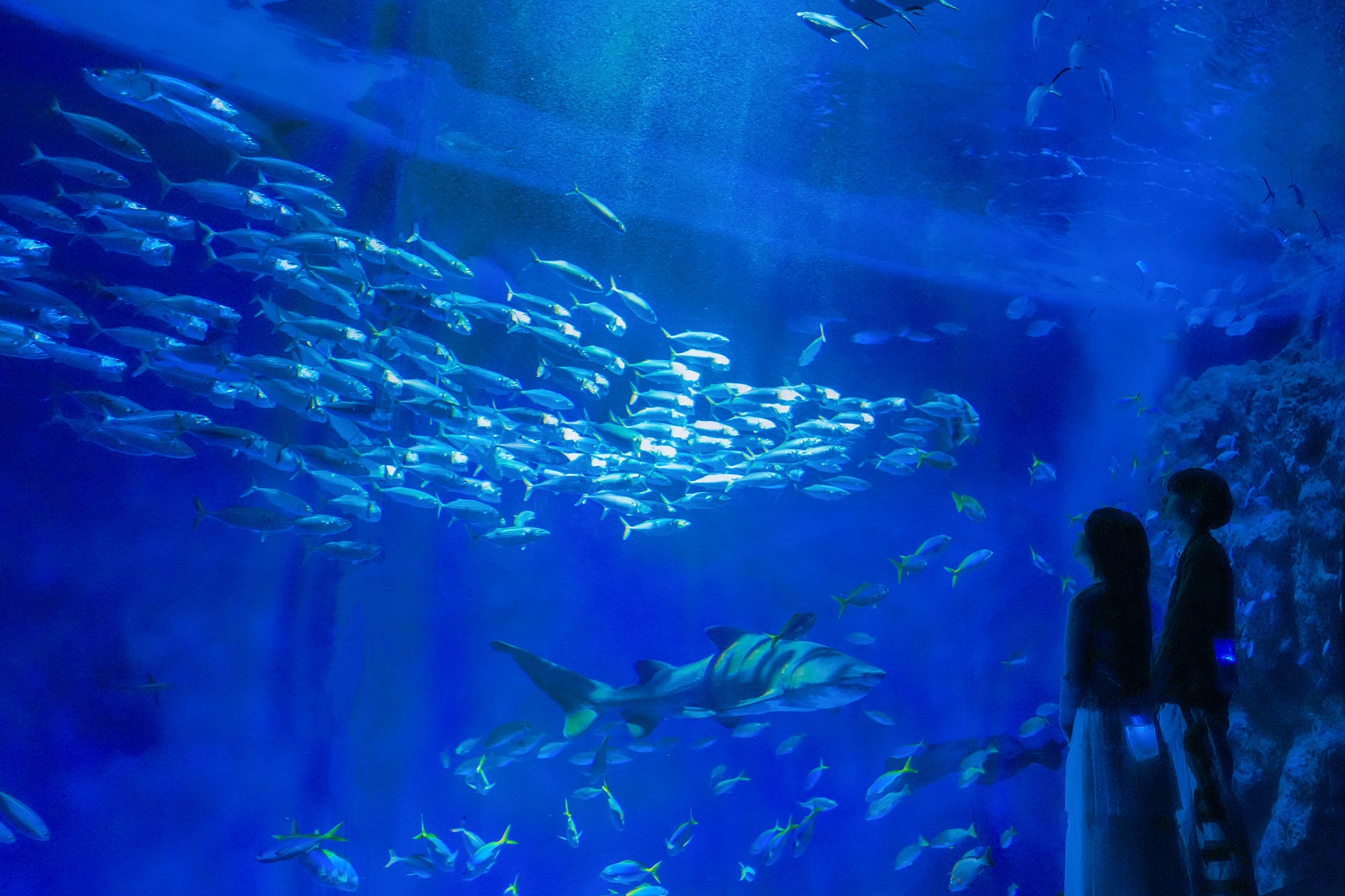 Kobe Suma Sea World Night Aqua Live Event - Observe Marine Life After ...