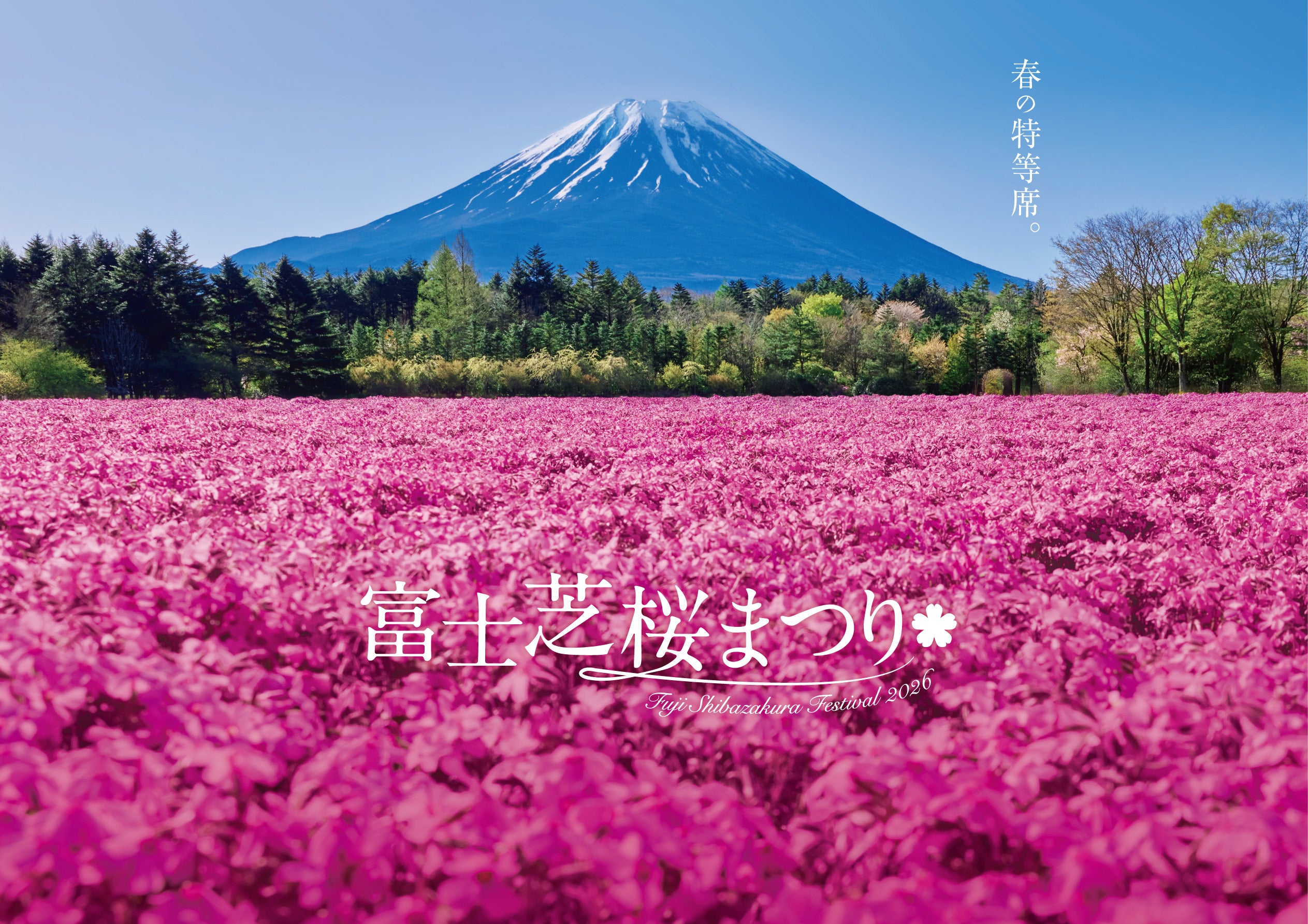 Pink Carpet at the Foot of Mt. Fuji – Fuji Shibazakura Festival Opens ...