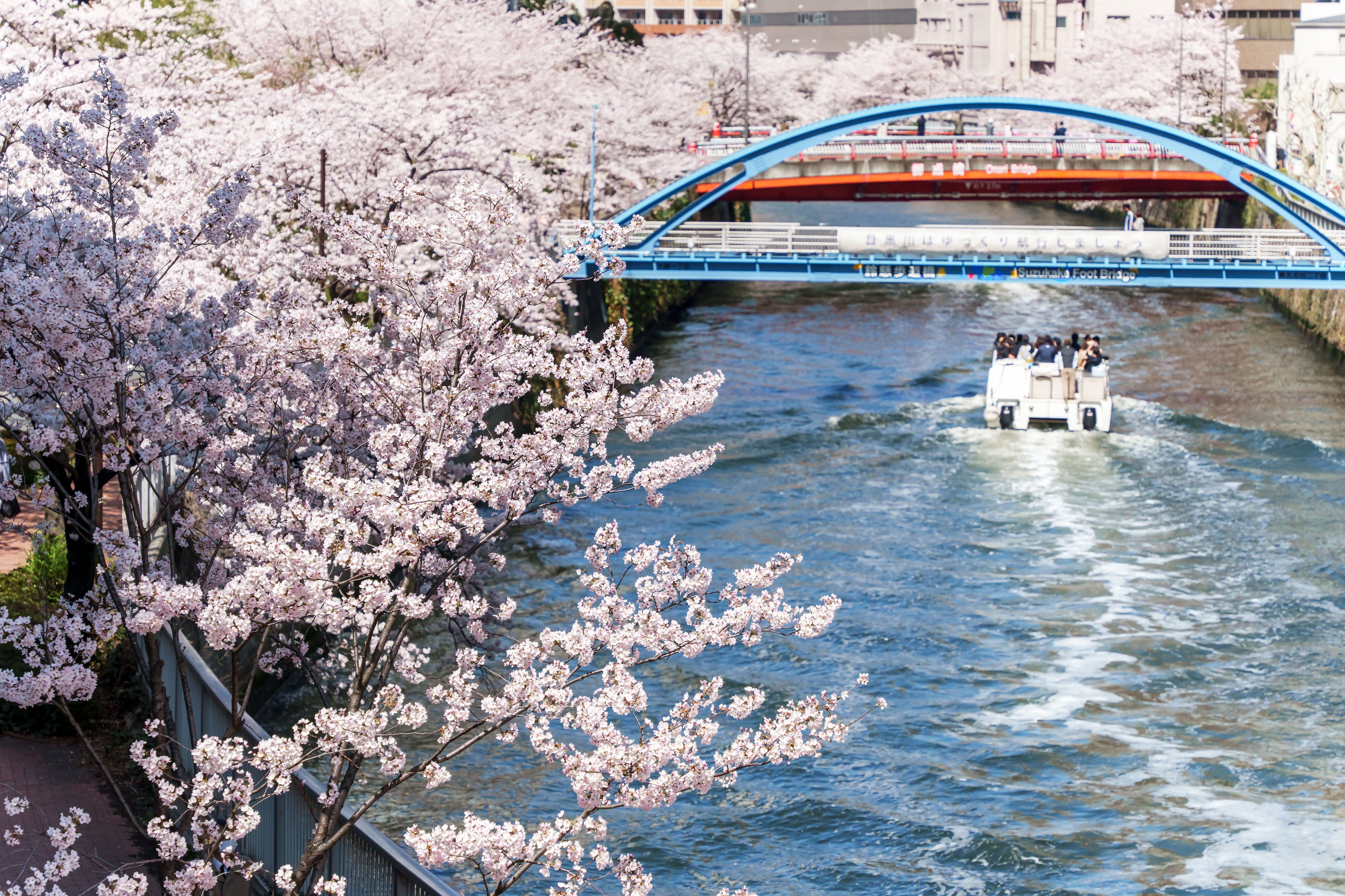 Meguro River Cherry Blossom Cruise Adds Extra Sailings for 2026 Season ...