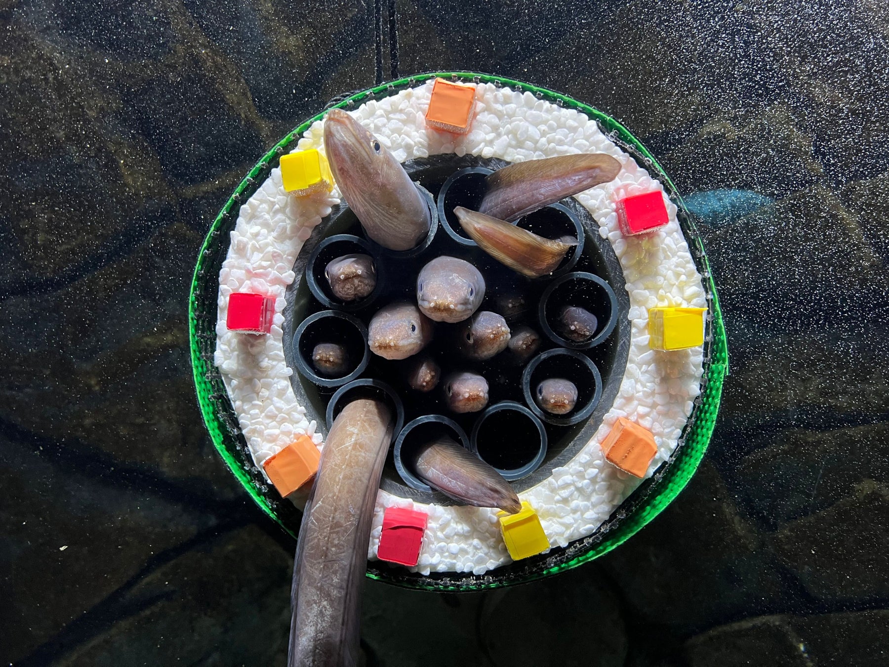 Joetsu City Aquarium Umigatari Features Conger Eel Ehomaki Display for ...