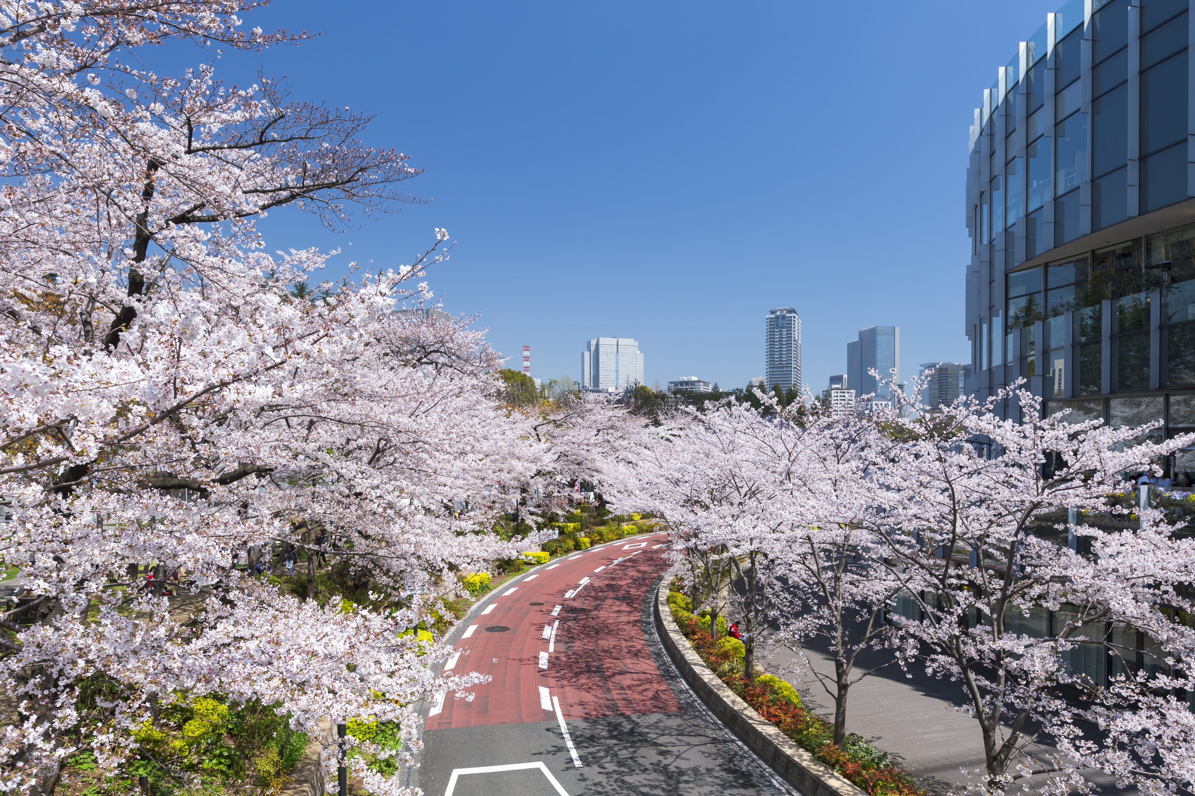 Rayakan Musim Semi di Roppongi dengan Bunga Sakura dan Seni Bunga di ...