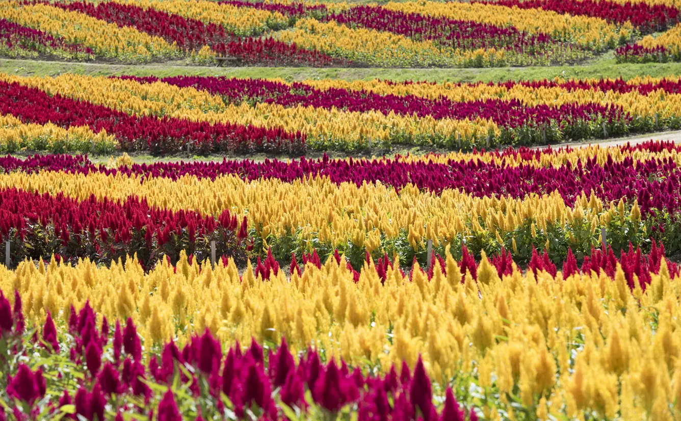A Complete Guide to Nasu: Recommended Sightseeing Spots and Access ...