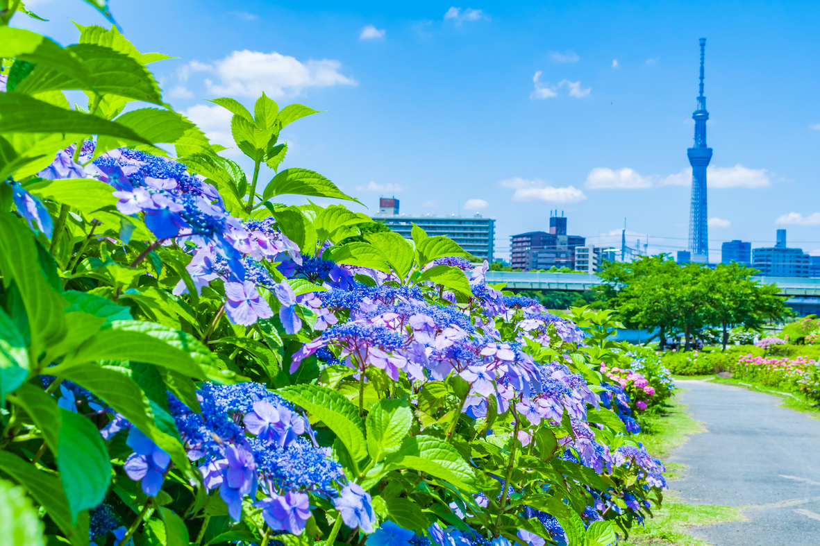 Tokyo in June: Recommended sightseeing events and scenery unique to ...