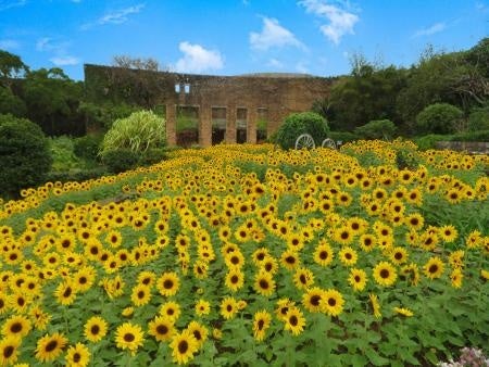 Ladang dan Pameran Bunga Matahari Hadir di Tropical Dream Center Ocean ...