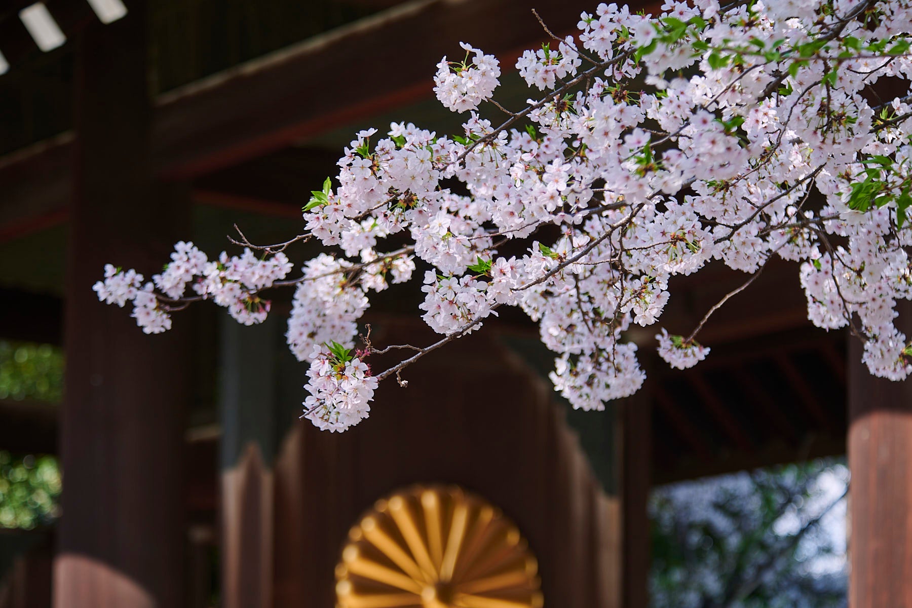 Visita de los Cerezos en Flor en el Santuario Yasukuni en Kudan, Tokio ...