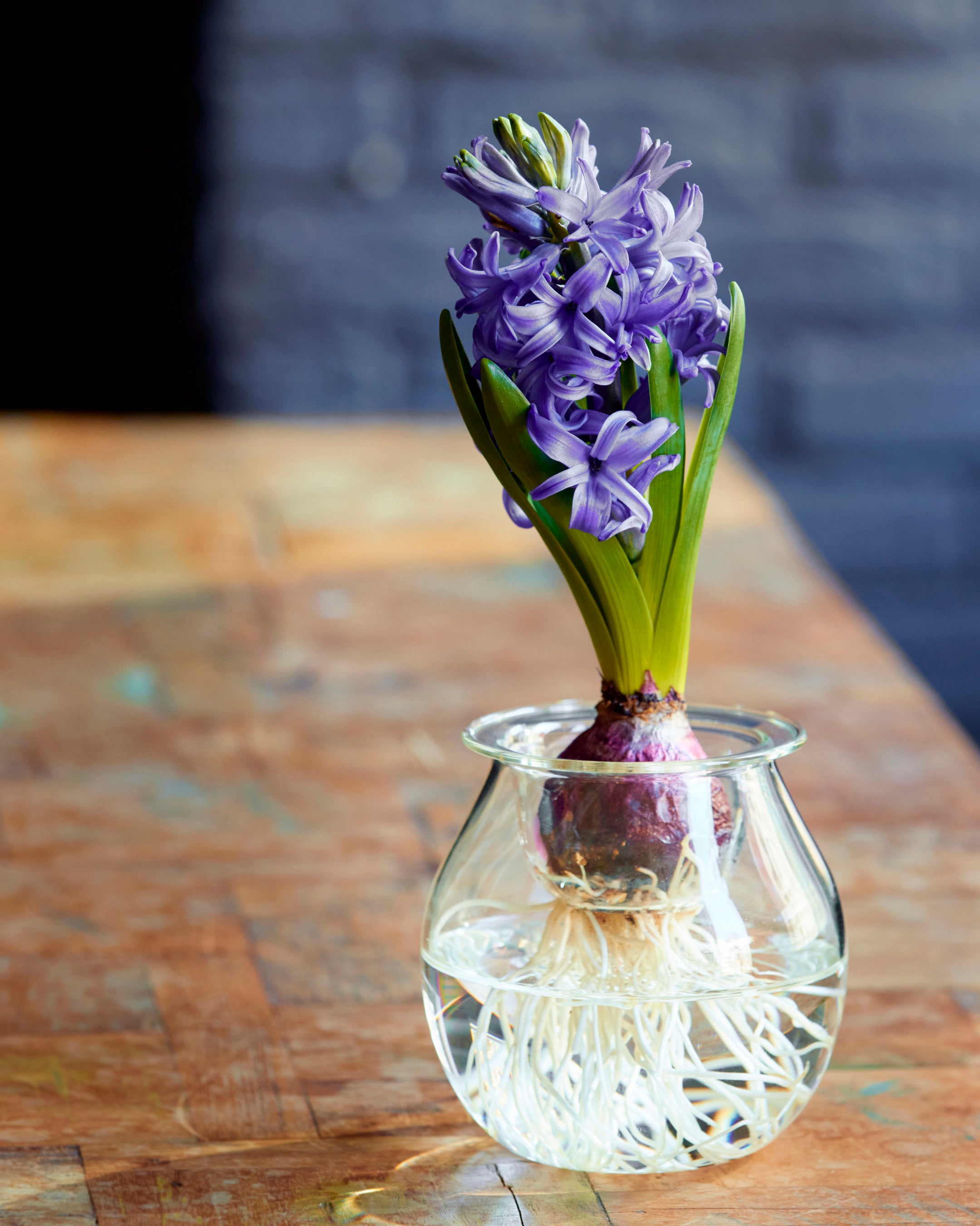 Aoyama Flower Market Launches Limited-Edition Hyacinth Fragrance ...